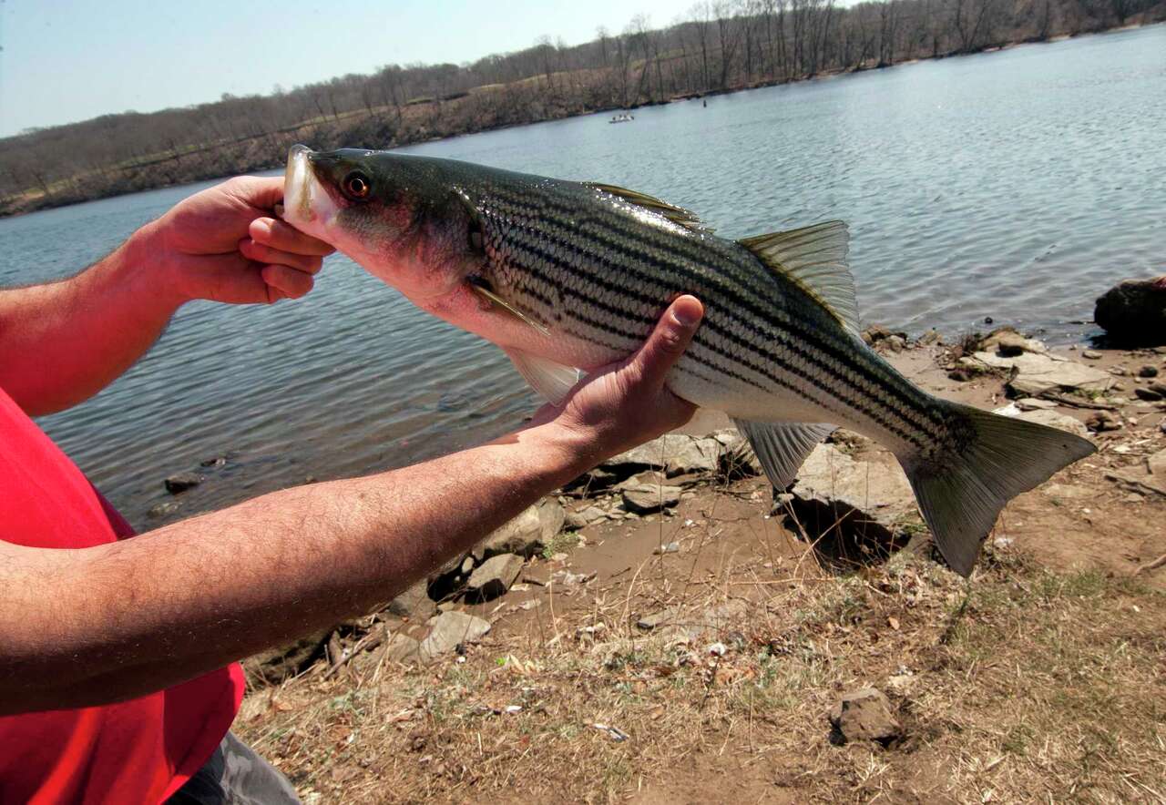 Connecticut advances winter striped bass catch-and-release rule