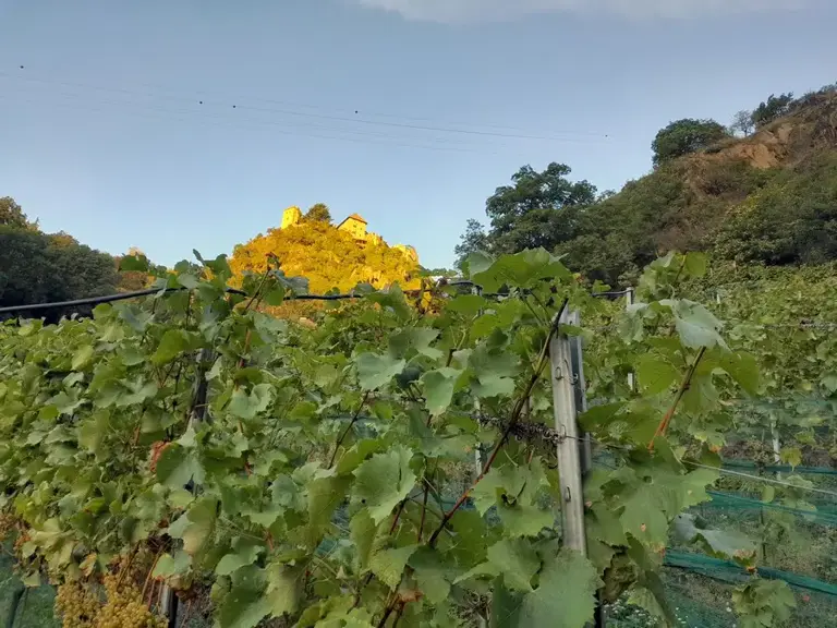 Il Riesling sotto il castello di Messner: il vino dell’Alto Adige che ...