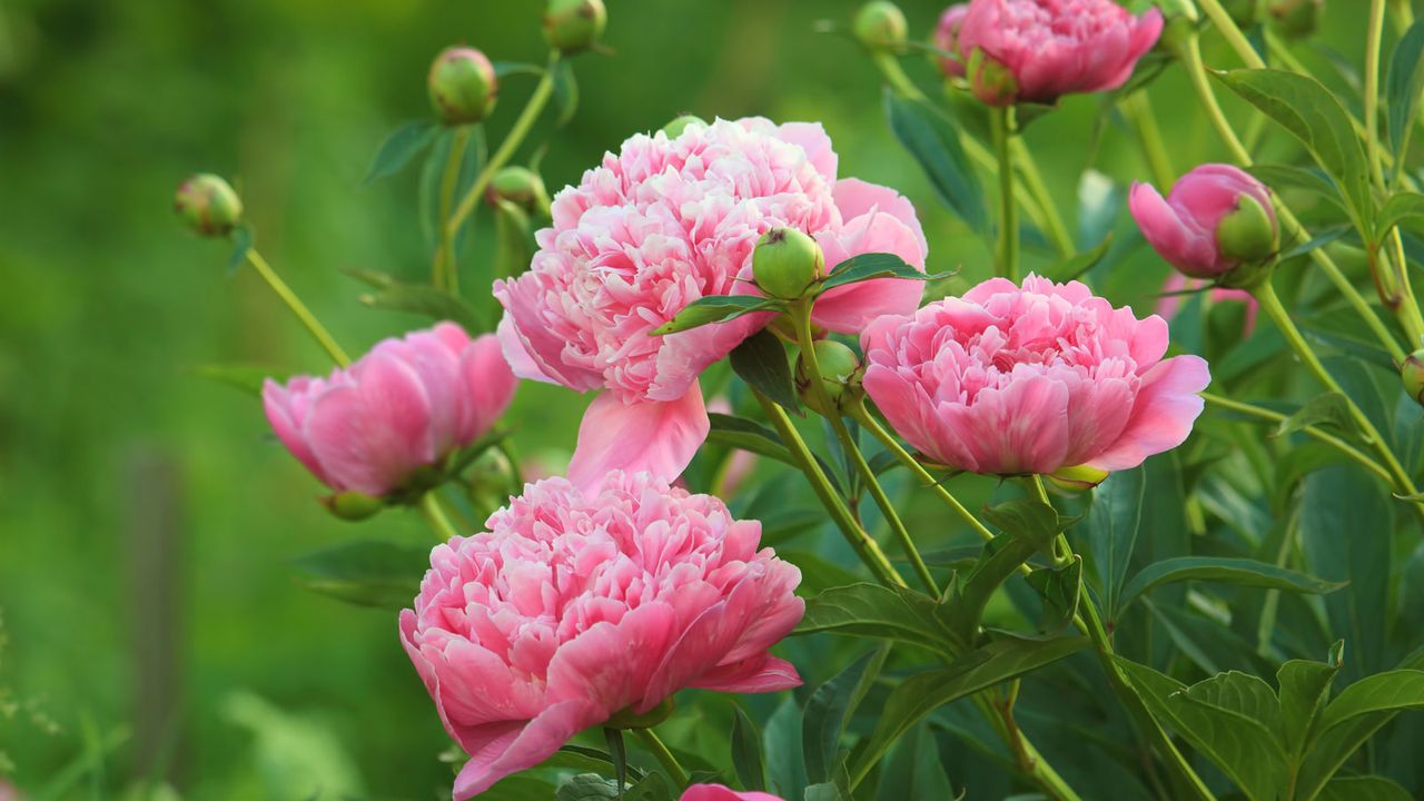 What to do with peonies in May for spectacular blooms and sturdy plants