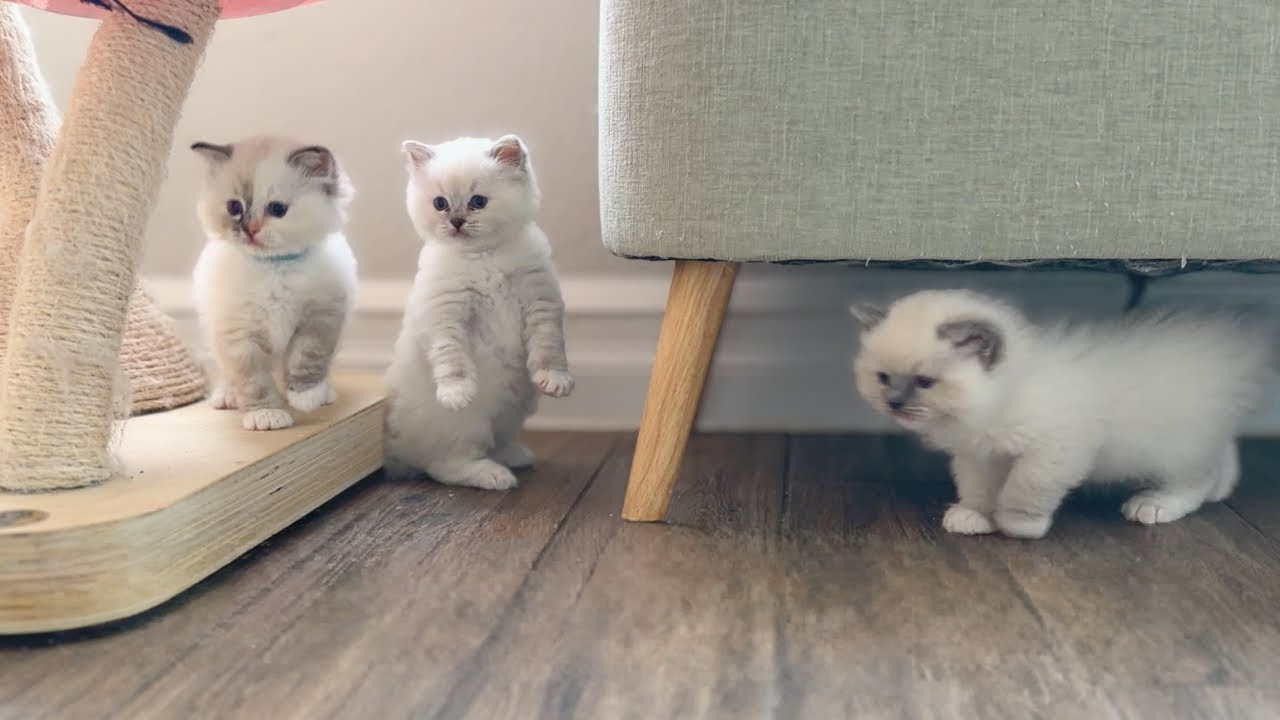 Playful ragdoll kittens on a tiny adventure