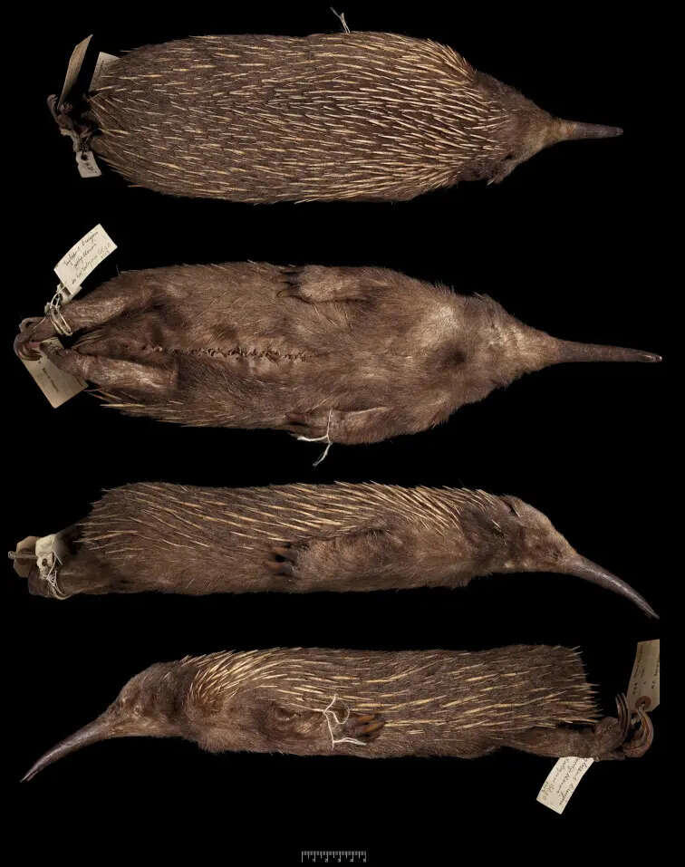 Forgotten fossils reveal the giant egg-laying mammals of ancient Australia