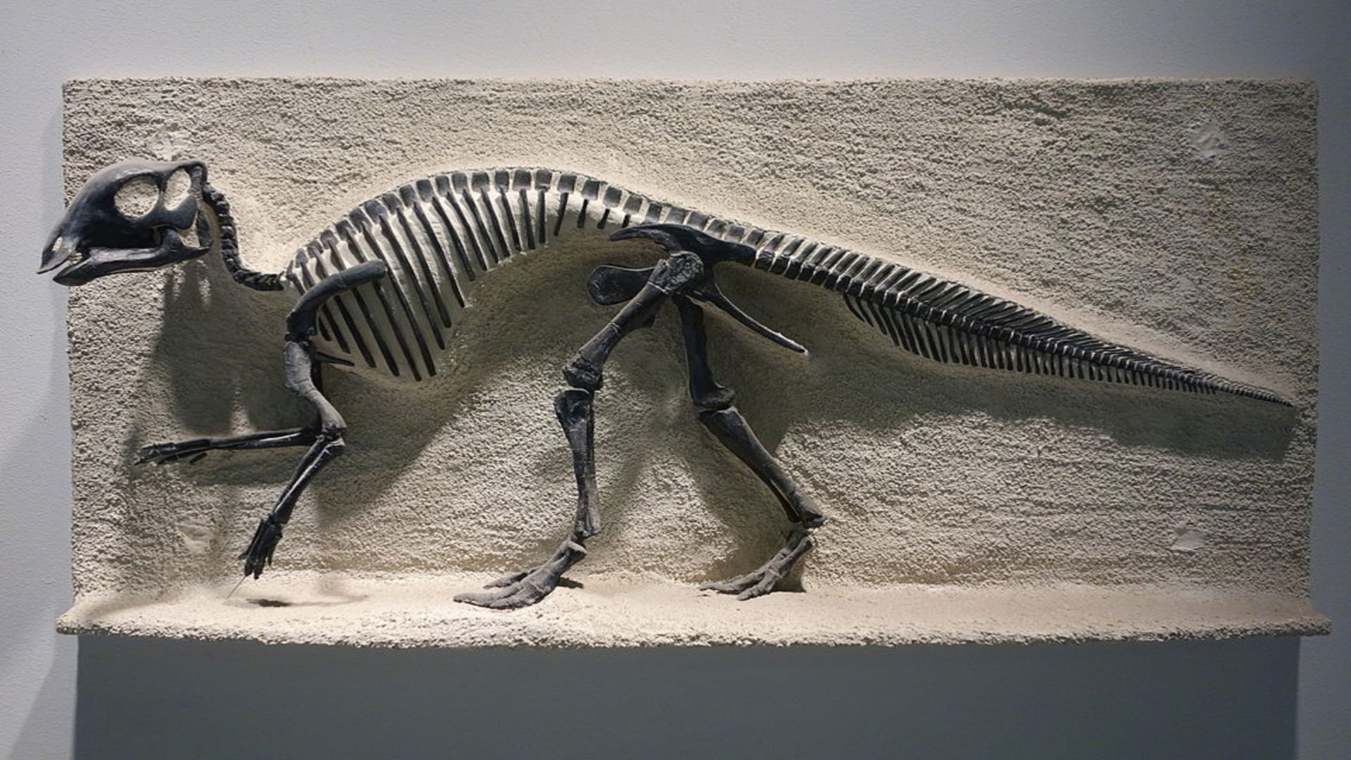 Earliest direct evidence of bird-like feeding of young found in 'good ...