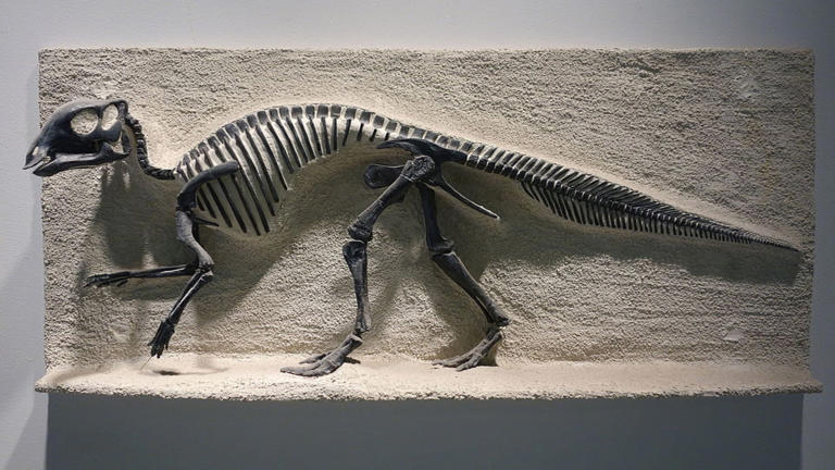 Earliest direct evidence of bird-like feeding of young found in 'good ...