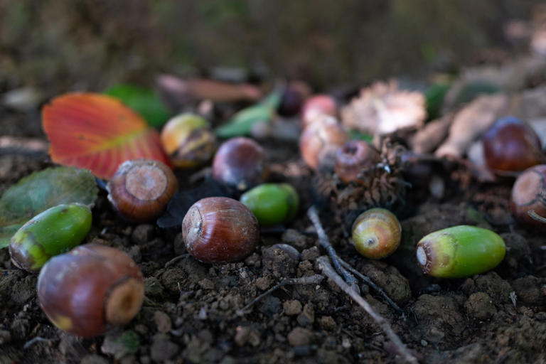 Why this tick season could be the worst in a decade