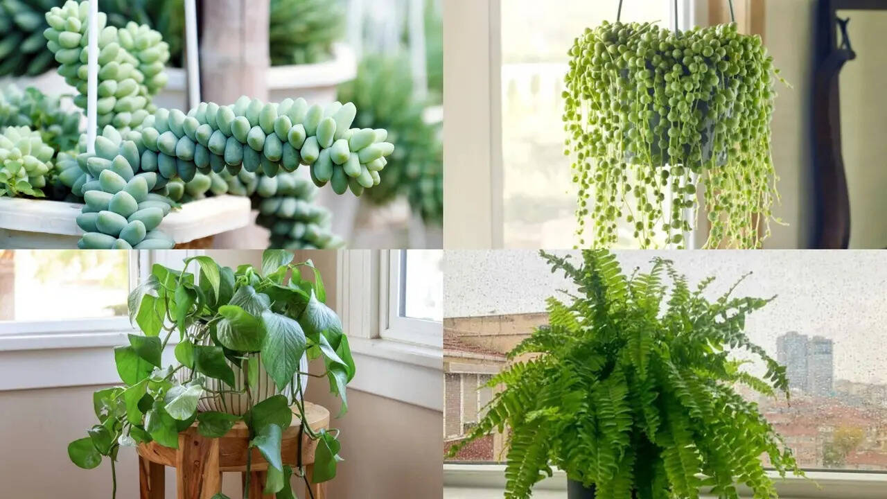 Best hanging plants for small apartments