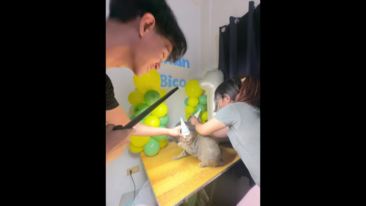 Birthday photoshoot for cats ends in funny tumble in Tondo, Manila ...