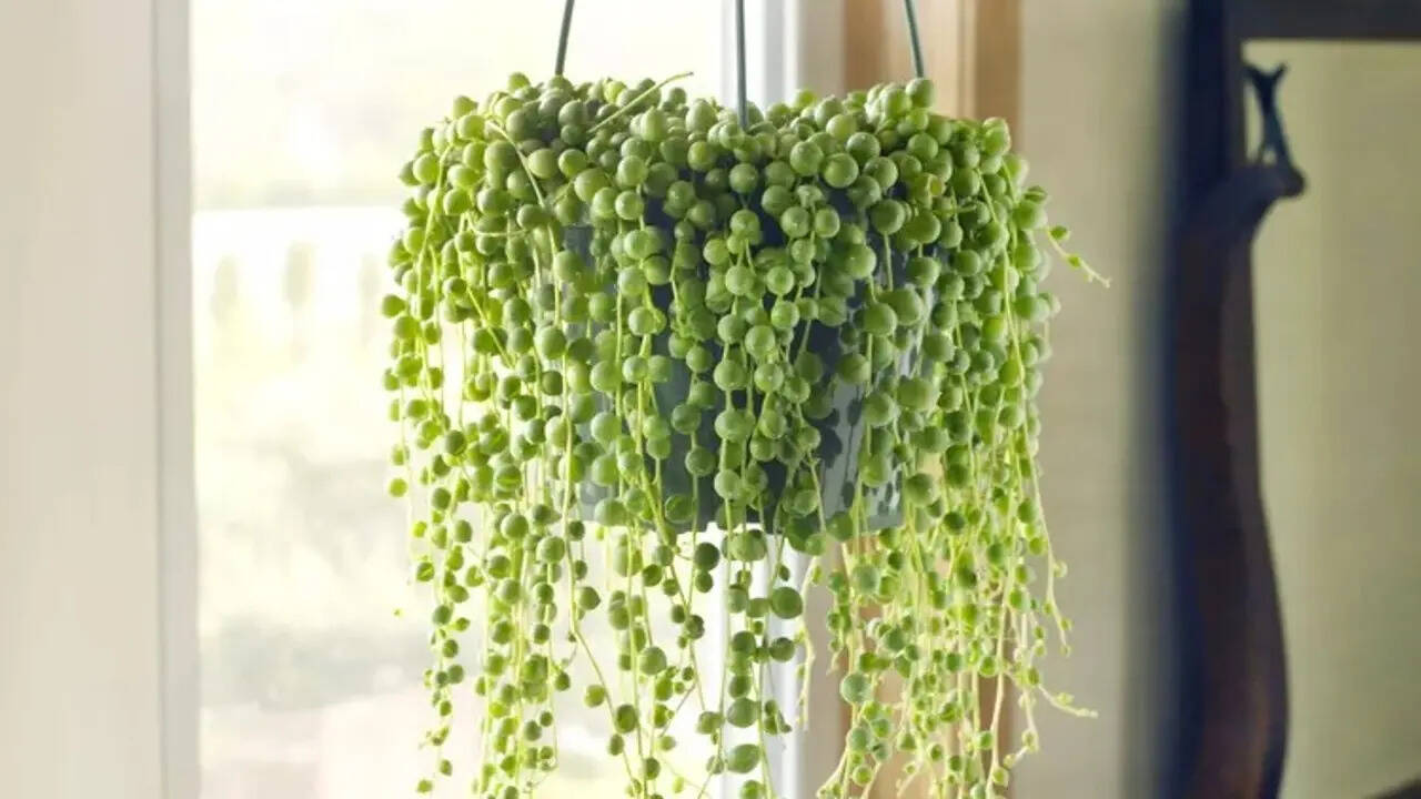 Best hanging plants for small apartments