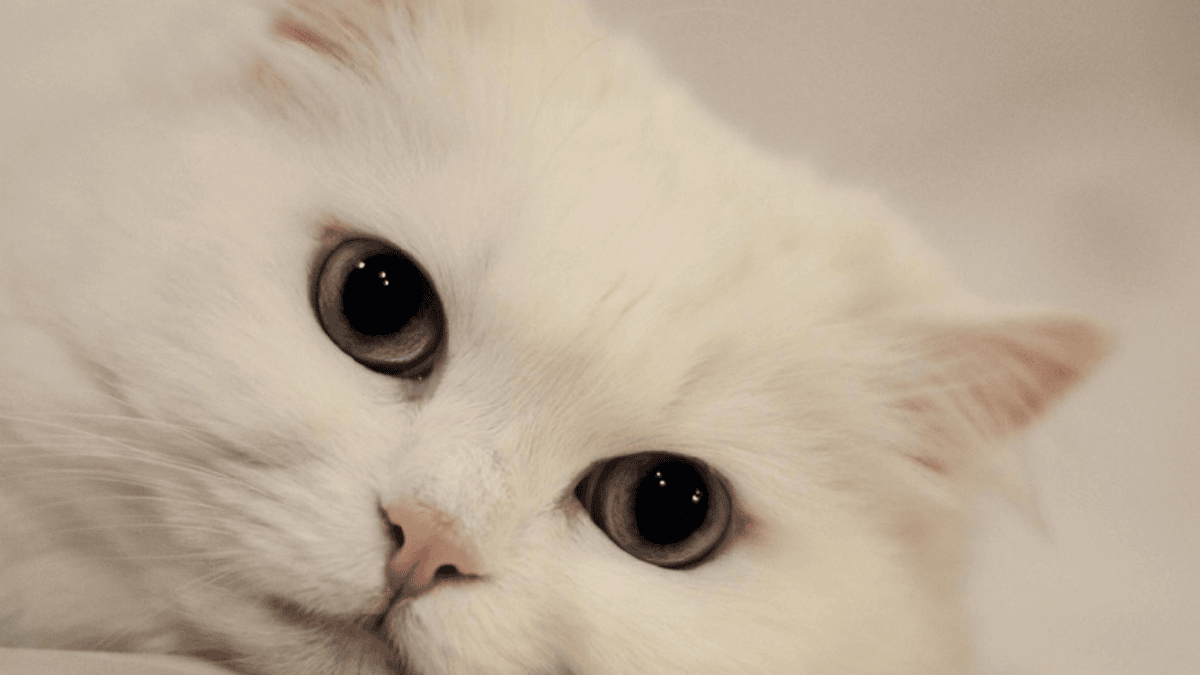 What your cat's eyes reveal about its relationship with you (this is ...