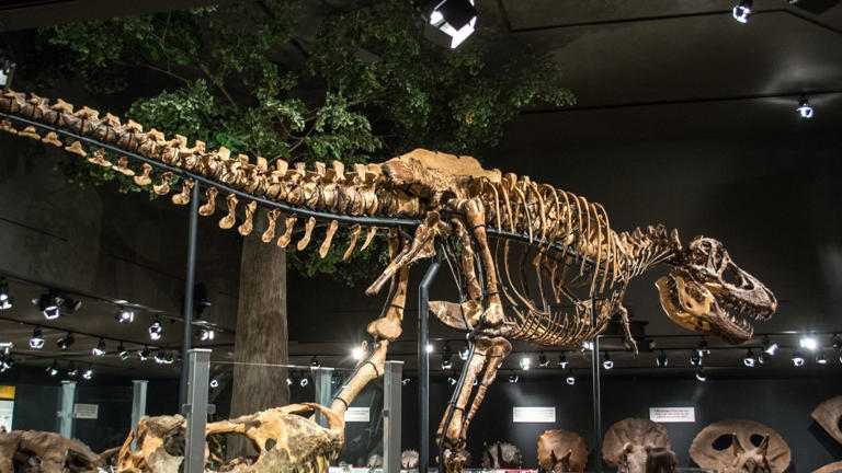 Preserved blood vessels found inside a 66-million-year-old T rex are ...
