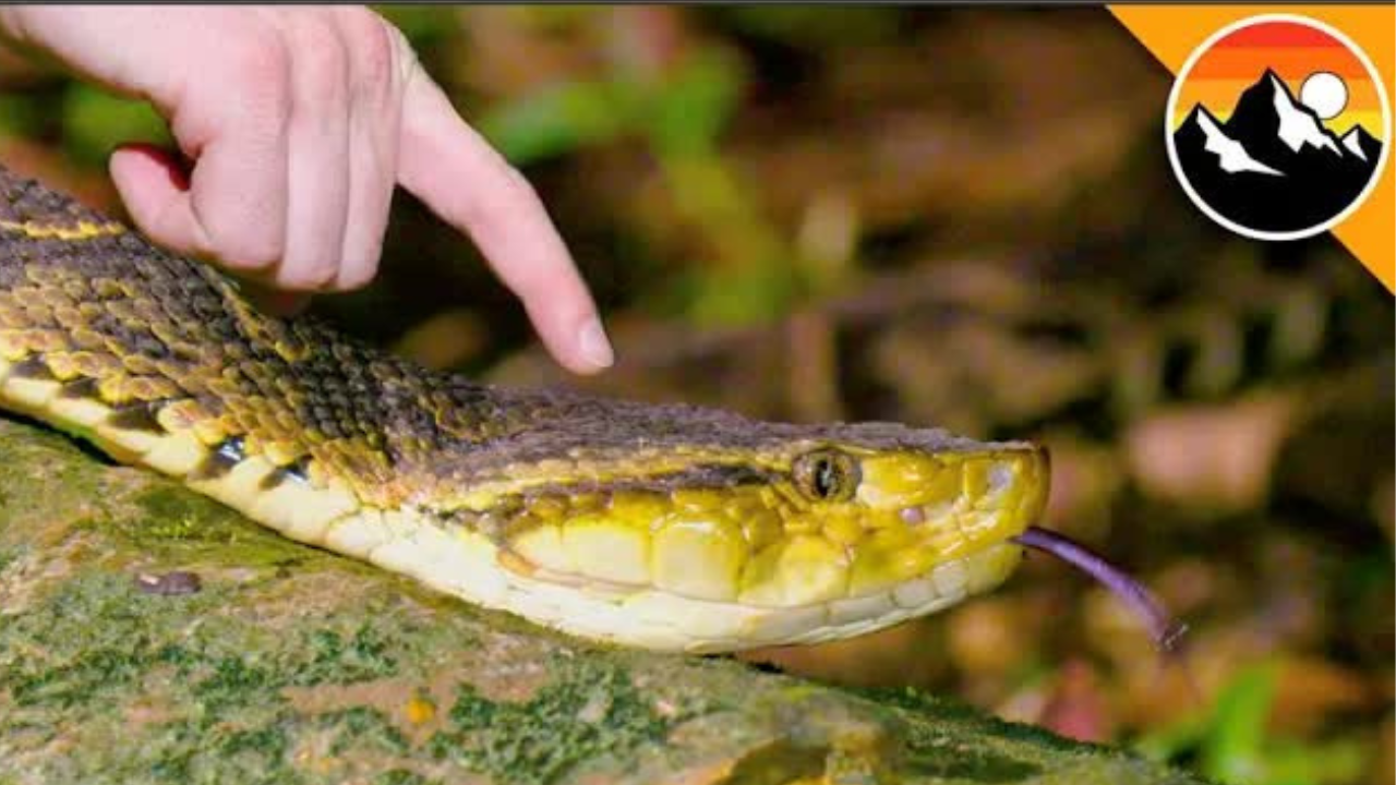 Deadly snake encounter in the rainforest