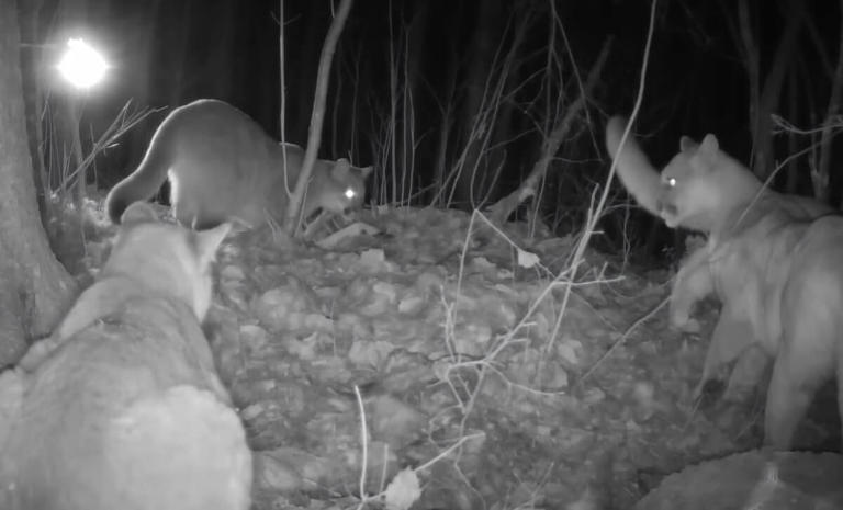 Scientists set up trail cameras to study wolves in Minnesota, instead ...