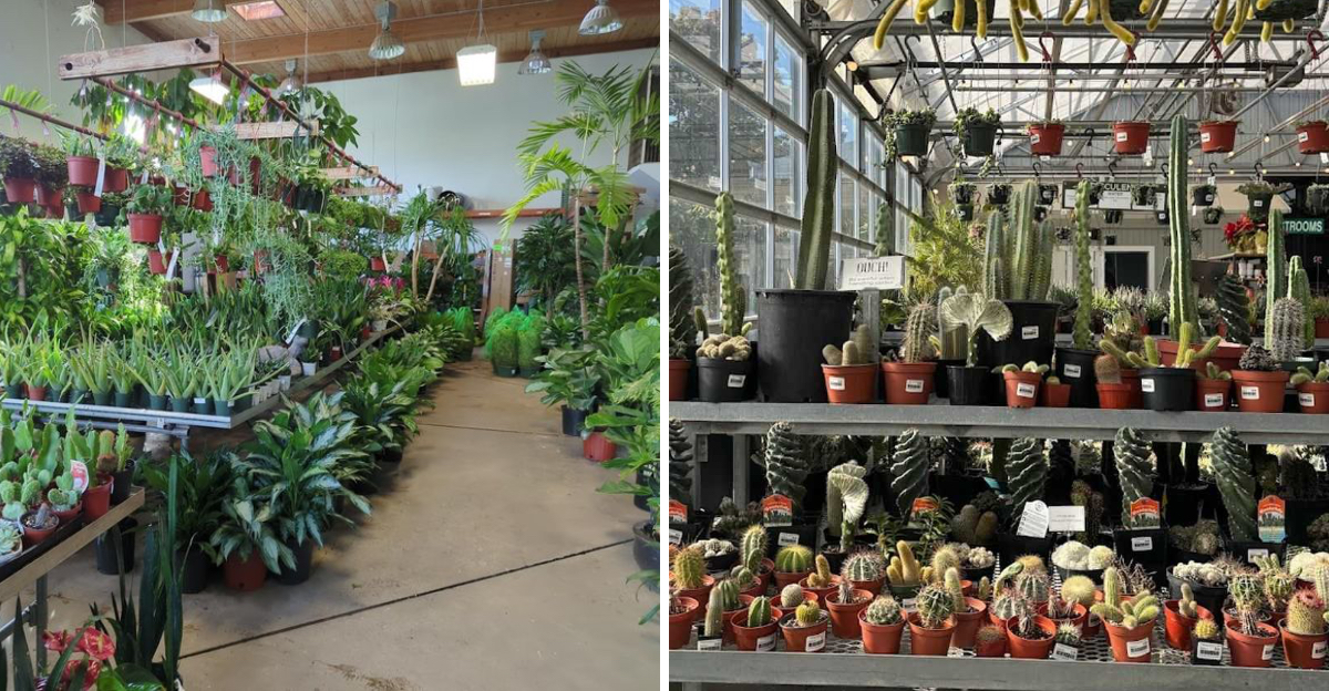 These 10 Oklahoma succulent shops are every plant lover’s dream