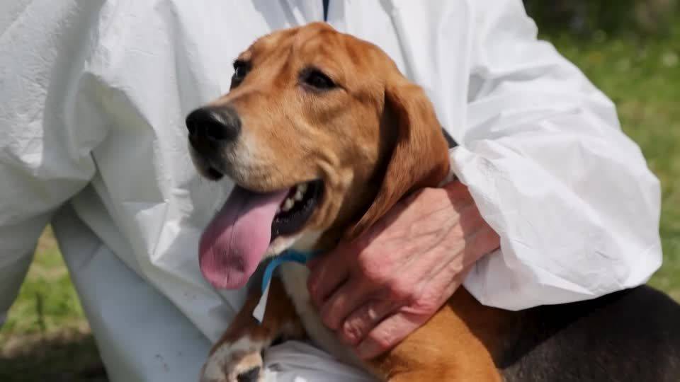 Mais de mil cães da raça beagle encontram uma nova oportunidade de vida