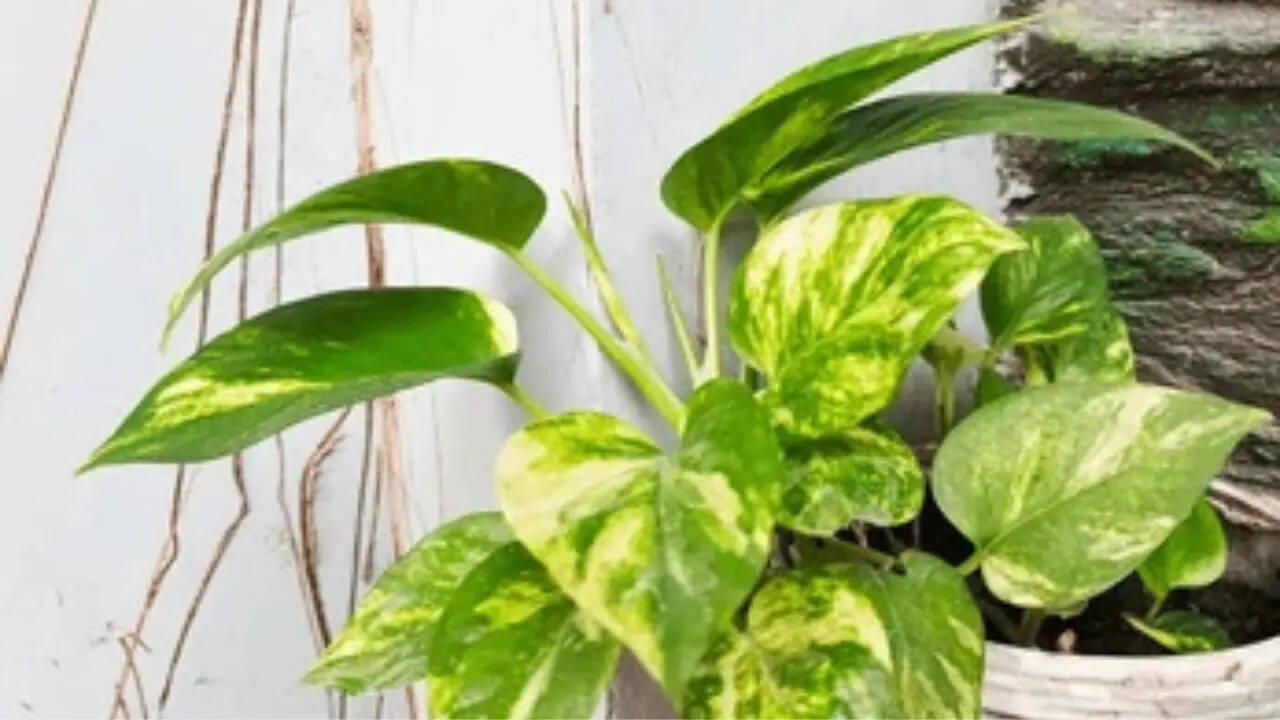 Why your money plant leaves are turning yellow and how to fix it