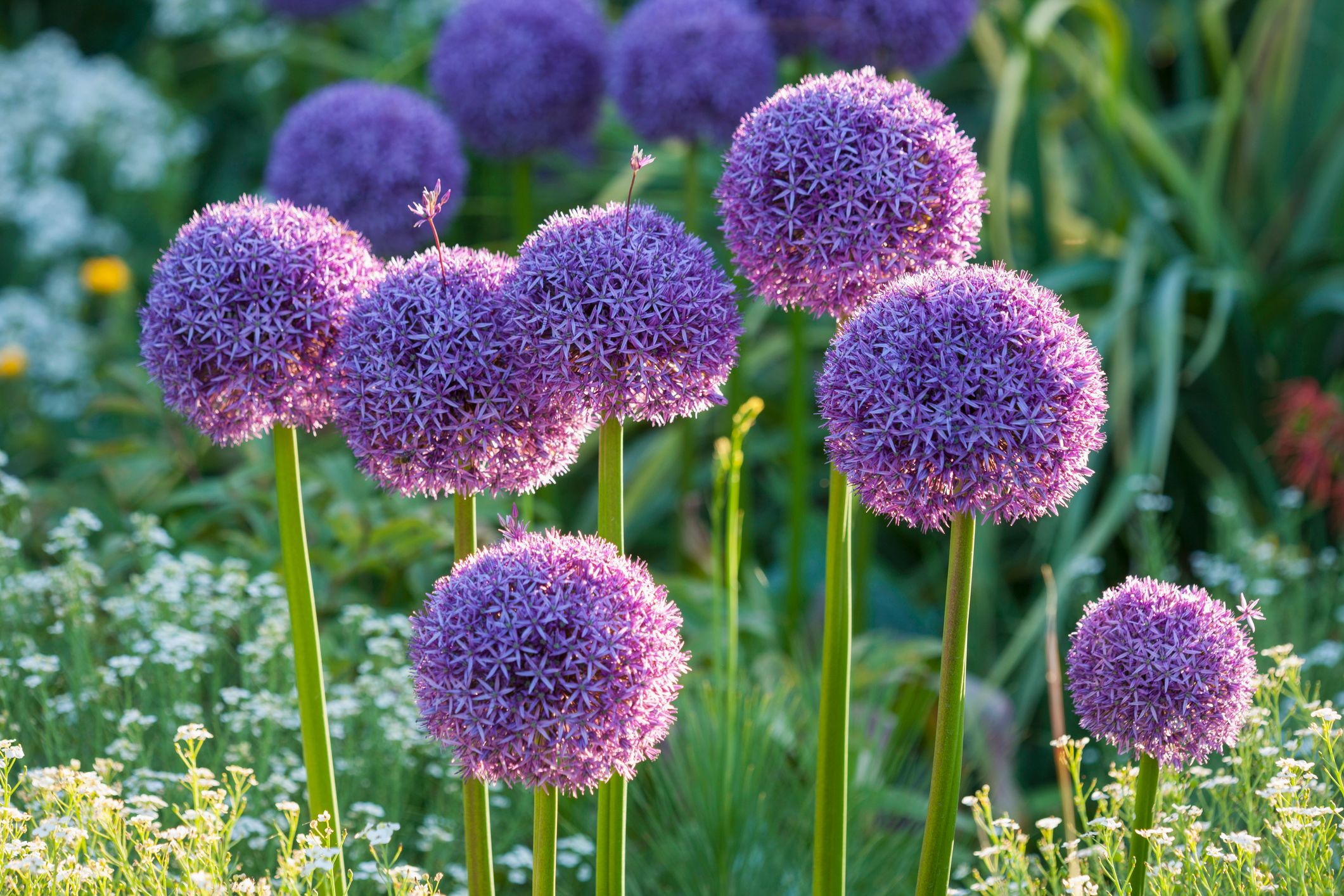 27 summer flowers to add a rainbow’s worth of color to your garden all ...