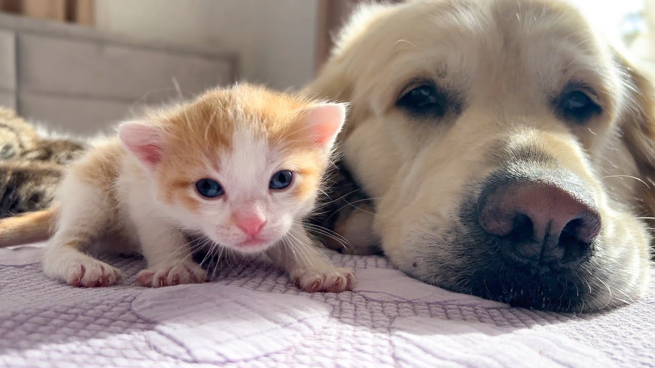 Baby kitten finds the softest best friend