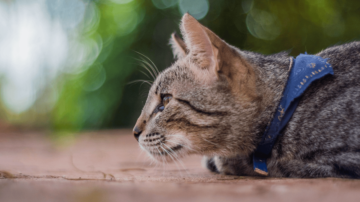 12 signs your cat is bored indoors, according to veterinarians