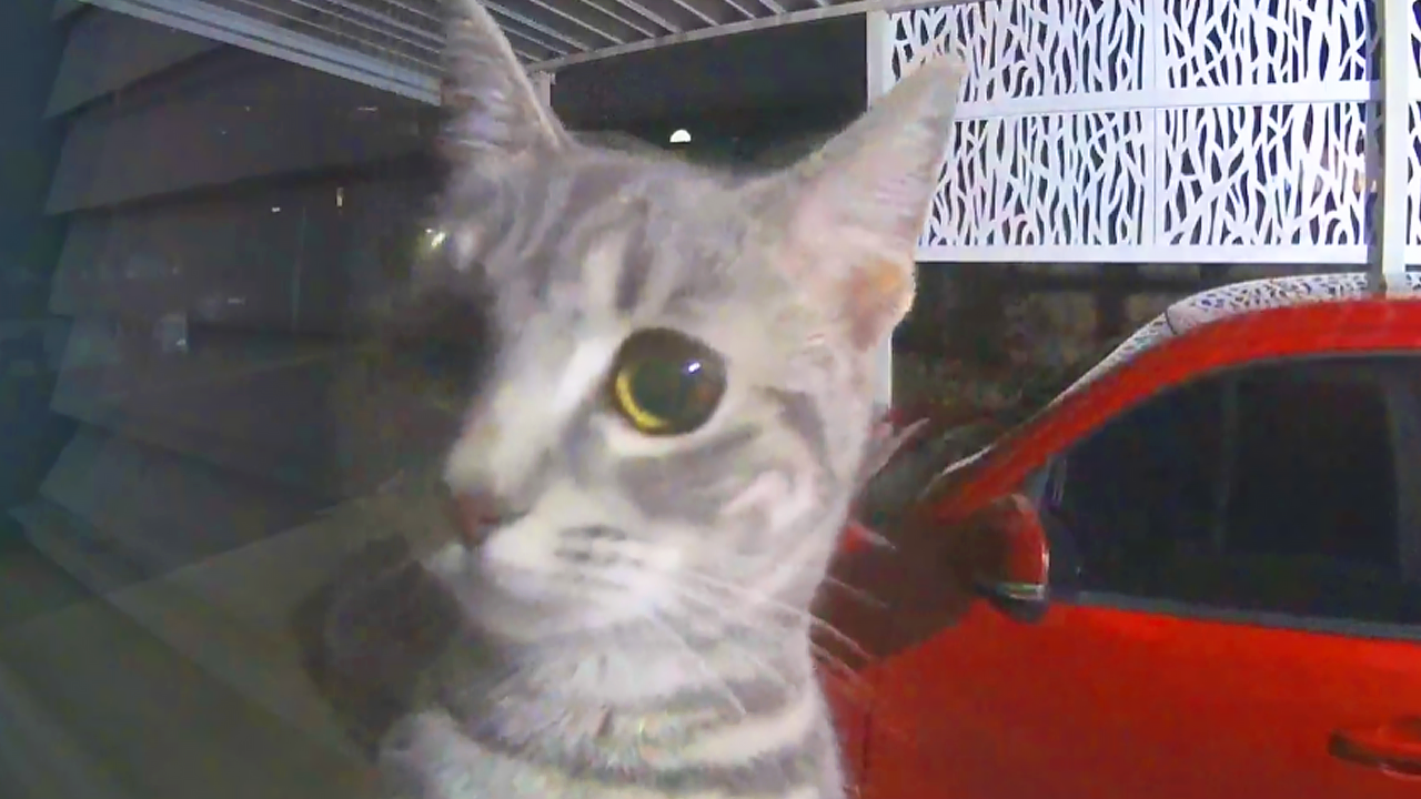 Cat plays peek-a-boo with security camera