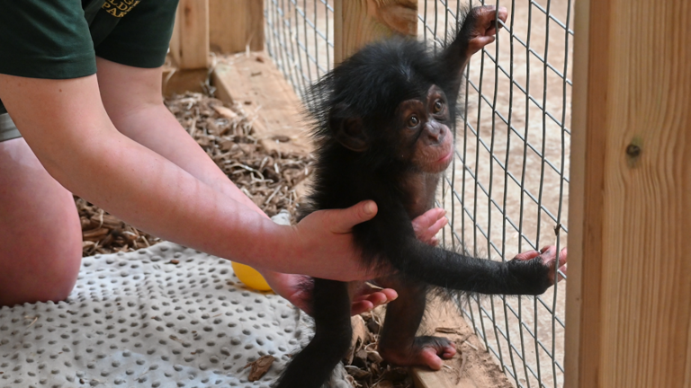 Chimp sleeps in park owner's bed after rejection