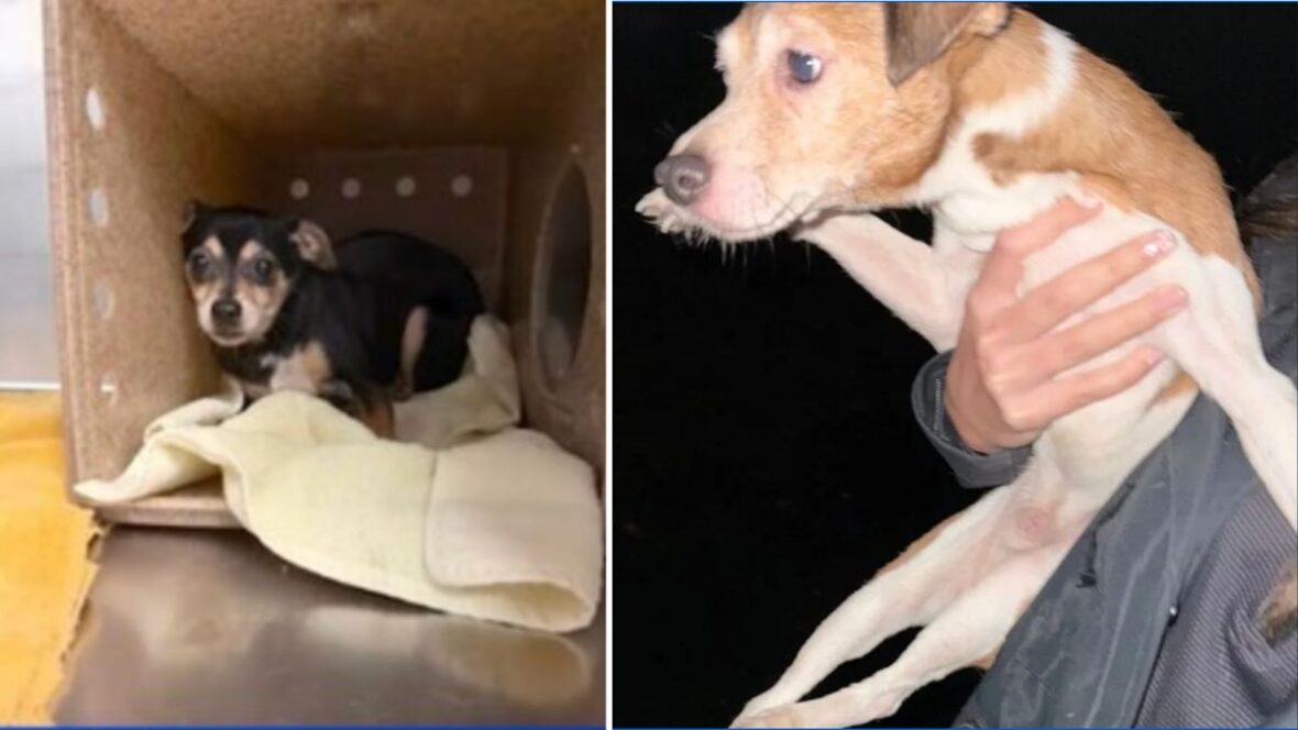 Dozens of dogs abandoned in freezing rain across New Jersey—now public ...