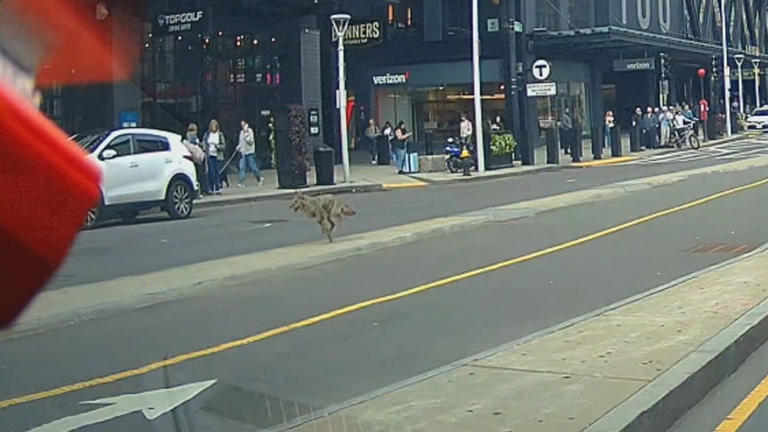 Coyote spotted near Boston’s TD Garden