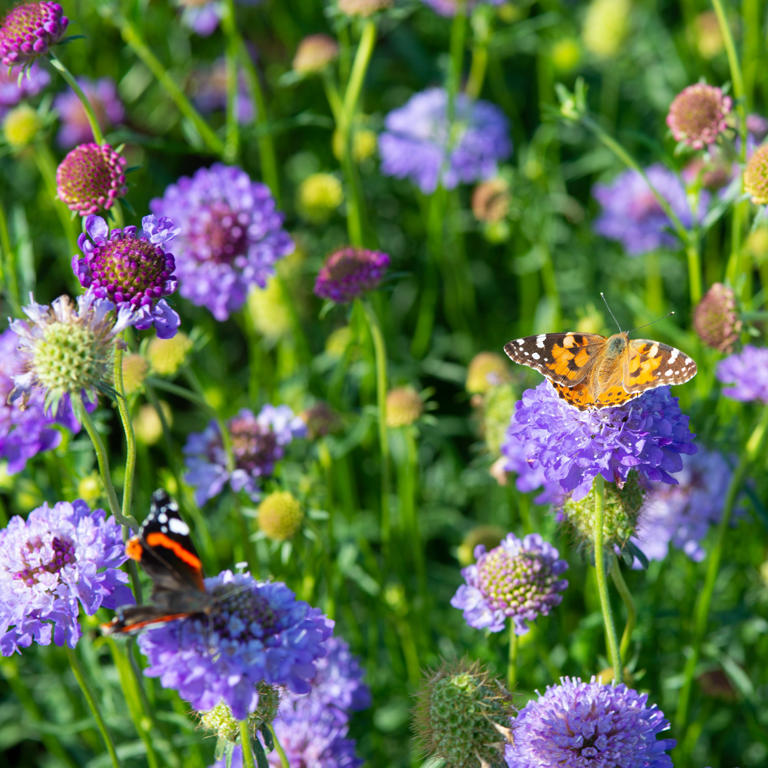 5 flowering plants you can plant in May that will have birds flocking ...