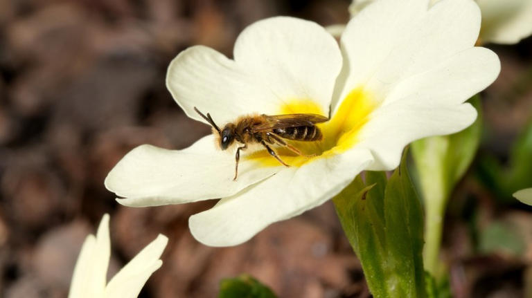 What to do if you find a ground bee nest in your yard