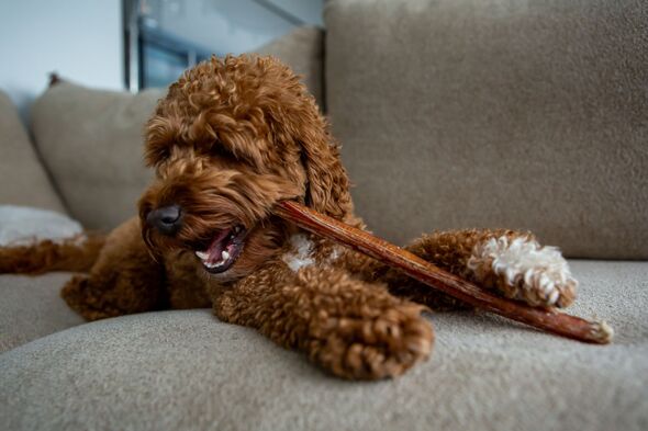 I'm a vet - there's 1 harsh reality about all doodle dog breeds owners ...