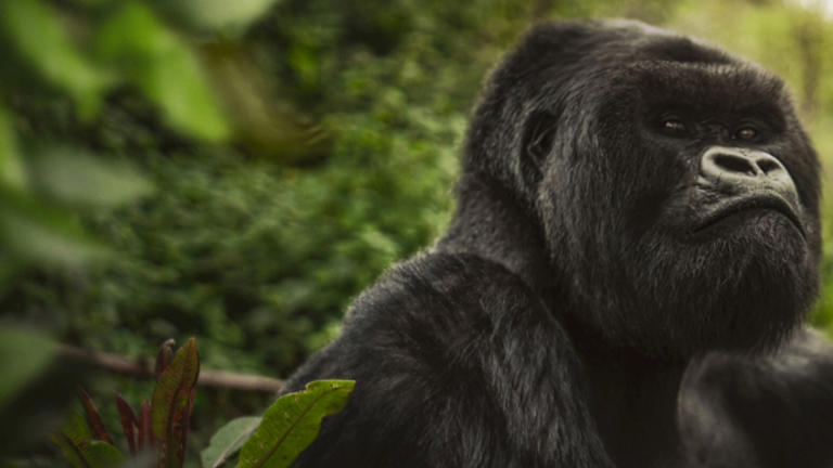 David Attenborough blikt na vijftig jaar terug naar de gorilla's in ...