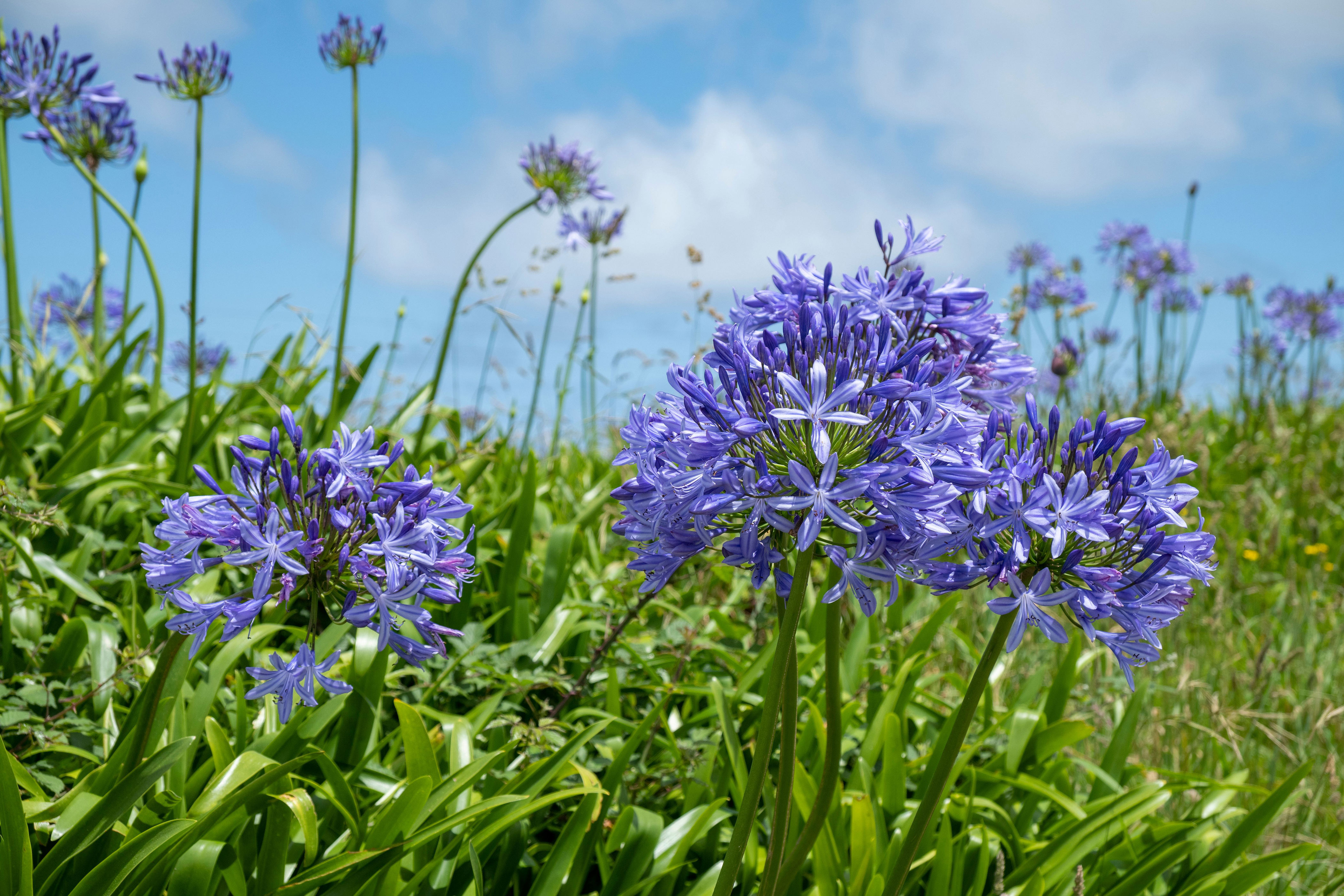 27 summer flowers to add a rainbow’s worth of color to your garden all ...