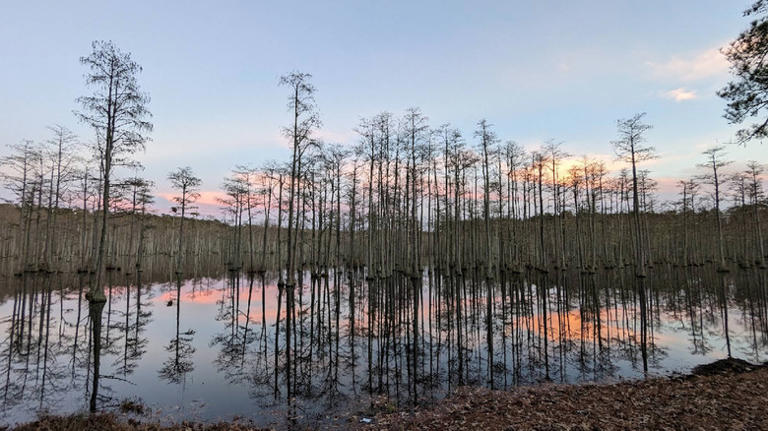 South Carolina's scenic state forest is a gem for outdoor fun