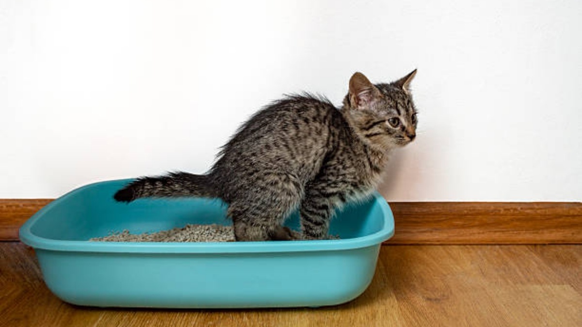 8 things you should check before buying an automatic litter box for cats