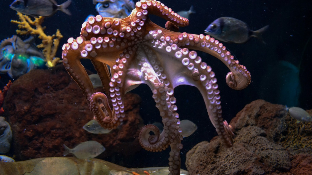 Giant octopus jaws found embedded in rock push the known record of ...