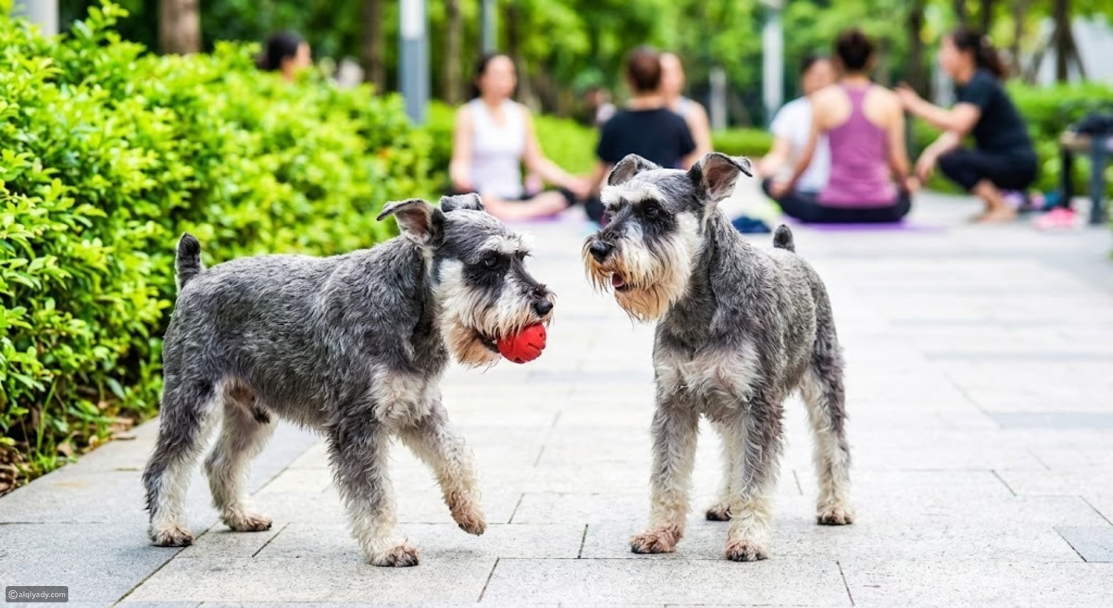 The best dog for you, based on your zodiac sign