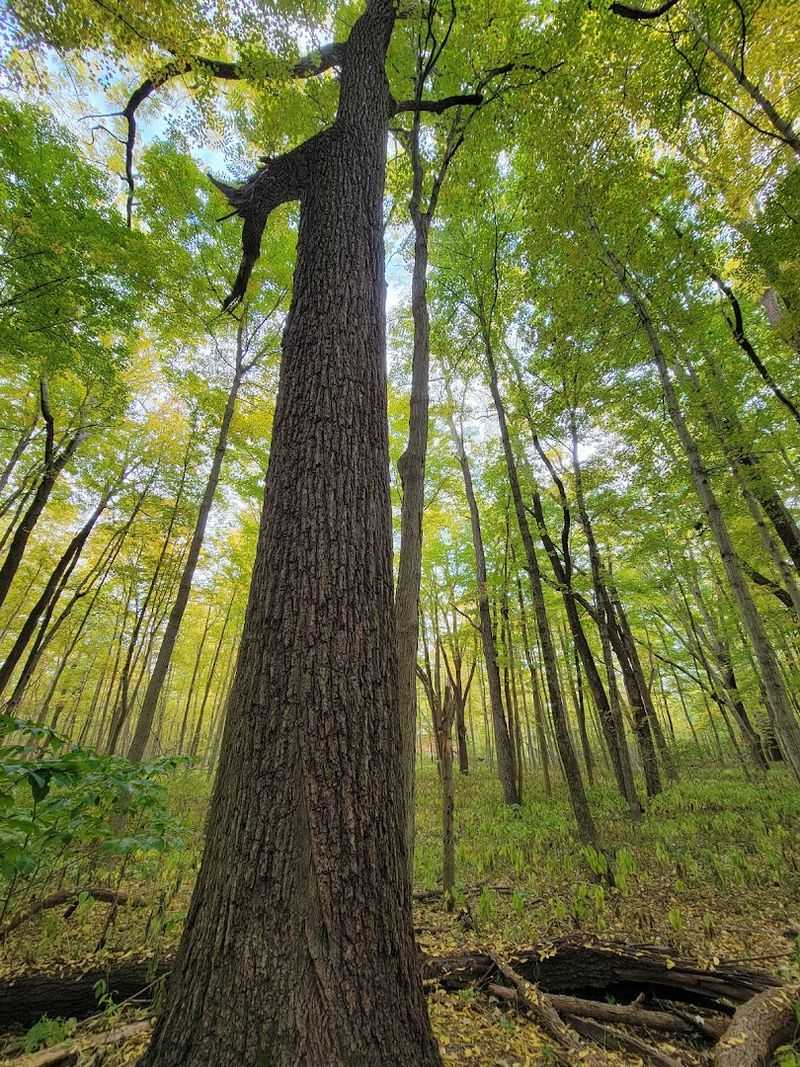 This Indiana nature preserve has ancient trees stuck in time for more ...