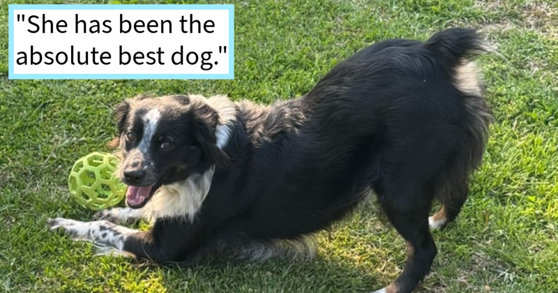 Abandoned Border Collie found by roadside adopted by passer by on way ...