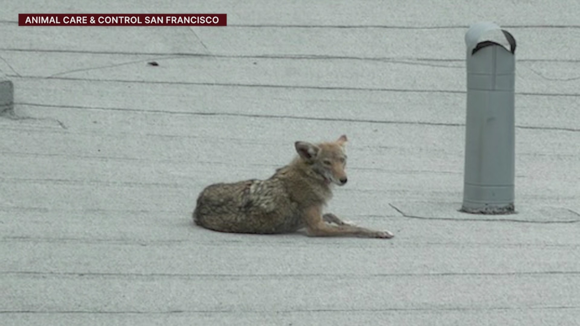 Coyote spotted on SF residential building roof