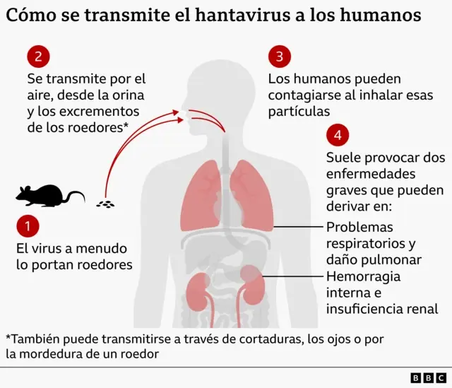 Identifican cepa andina de hantavirus que se transmite entre humanos en ...
