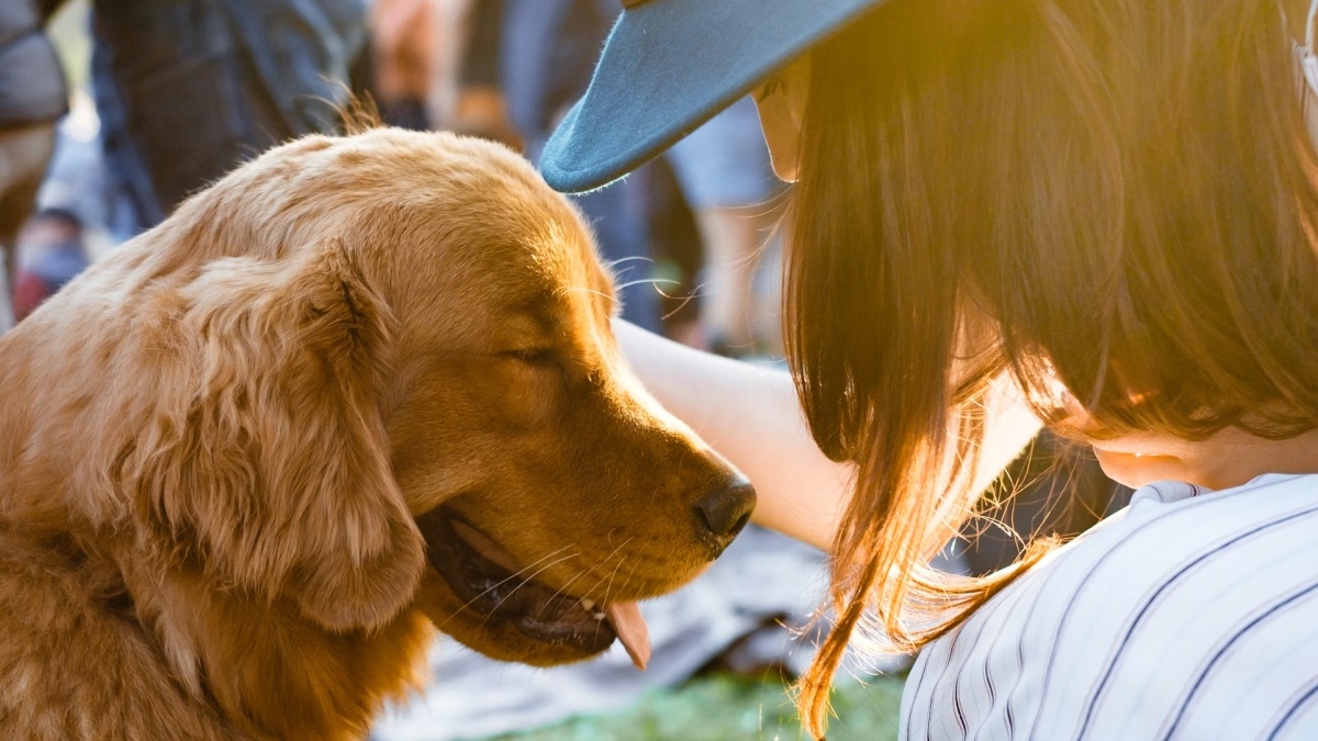 What happens to dogs after they die? 10 popular beliefs