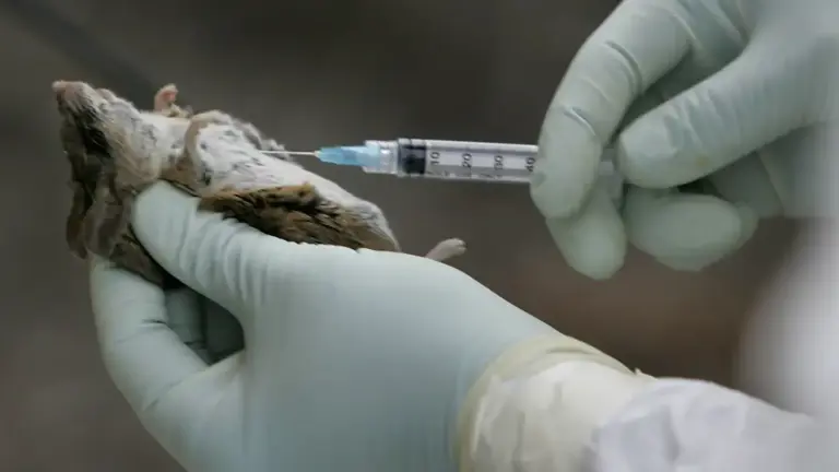 El hantavirus no enferma a los ratones pero sí a los seres humanos: la ...