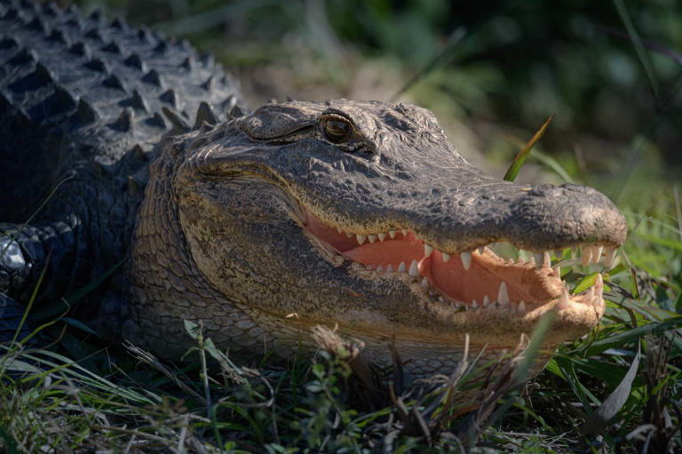 Want to hunt gators in Florida? Applications are now open statewide