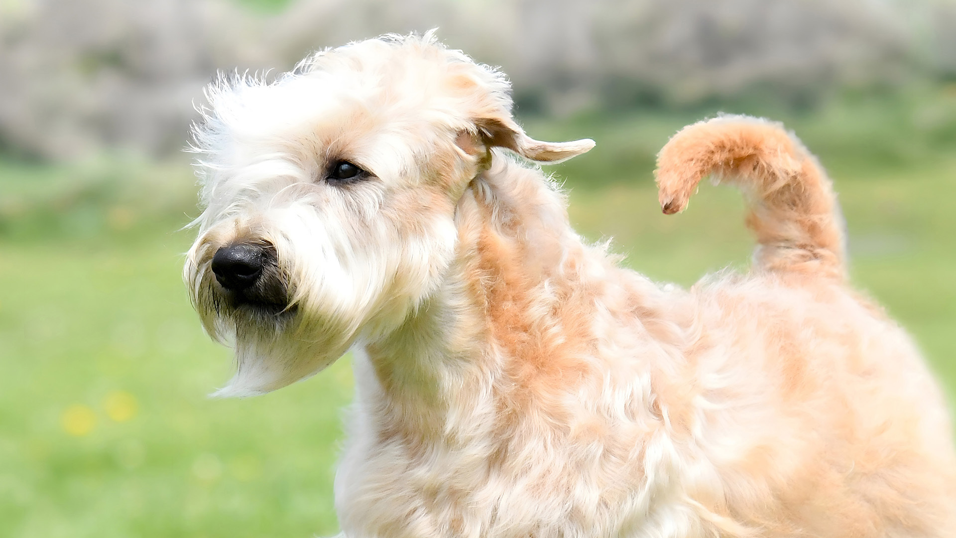 The dog breeds known for unbreakable loyalty