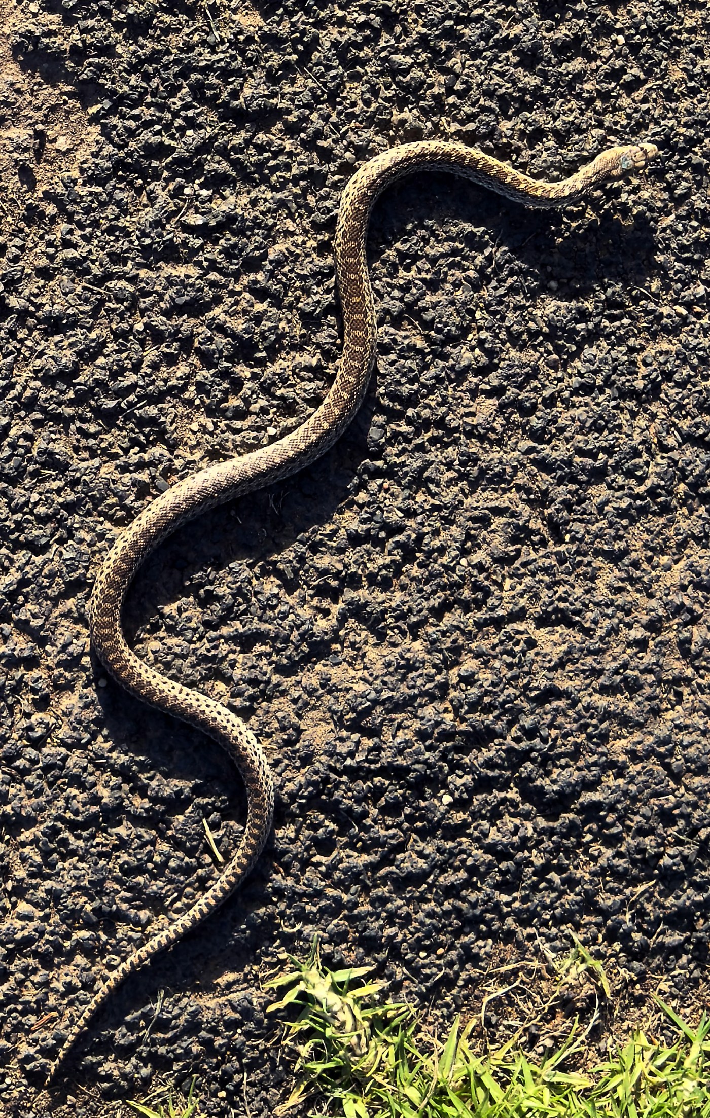 Photo | Pacific gopher snakes often found on UC Santa Cruz campus