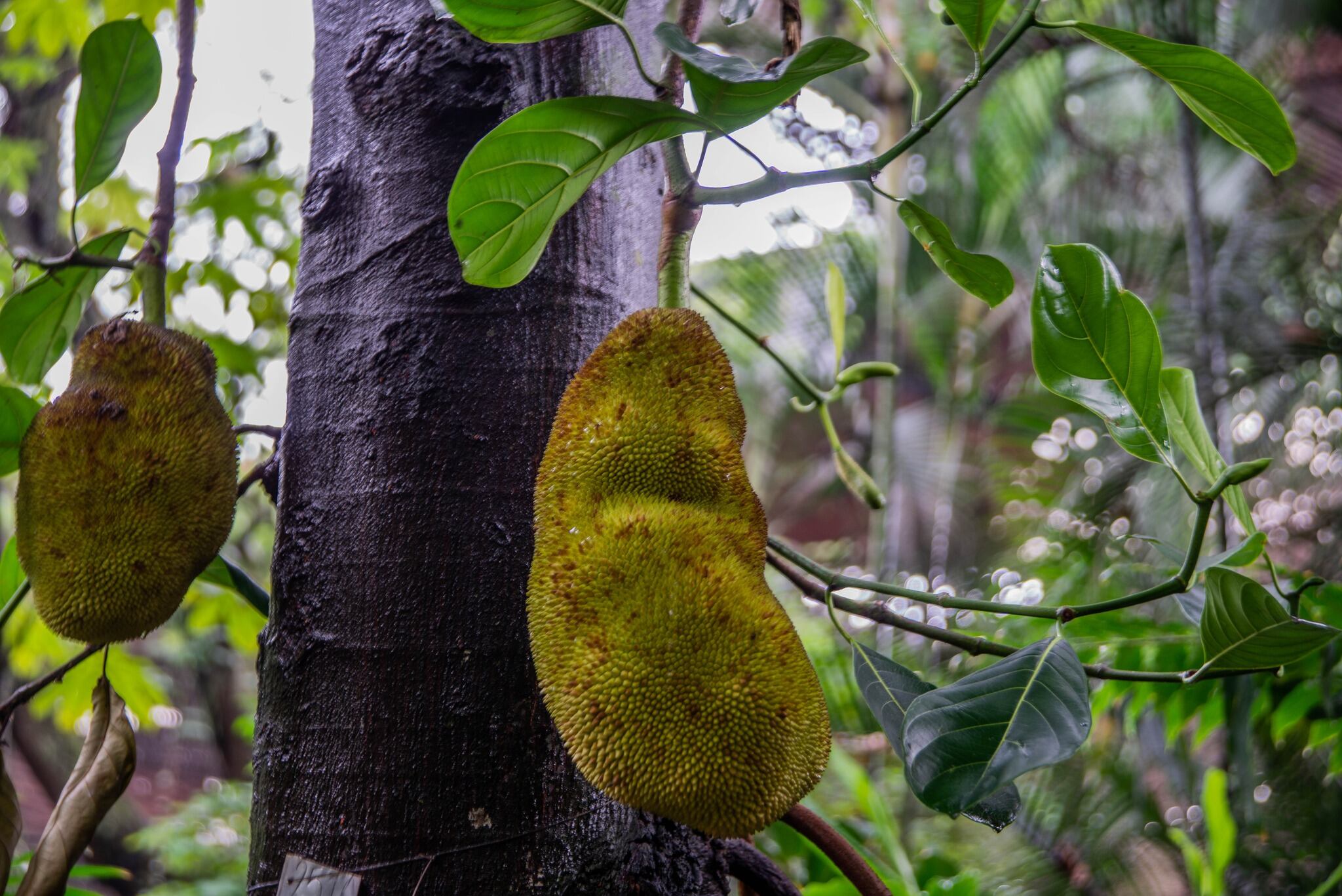 ¿Cuál es la fruta de los siete sabores y dónde se consigue?