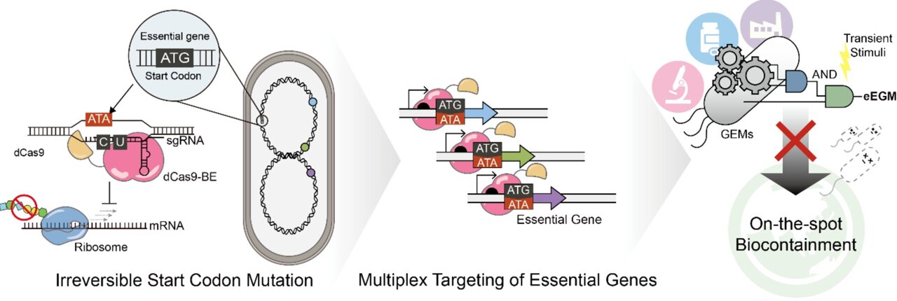 CRISPR safeguard changes how engineered microbes can be controlled