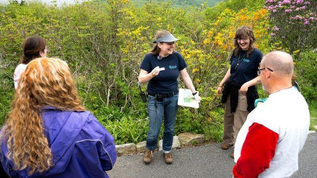 Rhododendron rambles return to Grandfather Mountain this spring