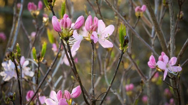 Rhododendron rambles return to Grandfather Mountain this spring