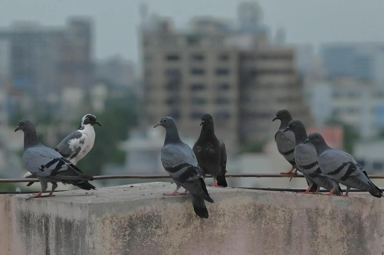 High airfares fail to ground Gujarat's travel enthusiasm