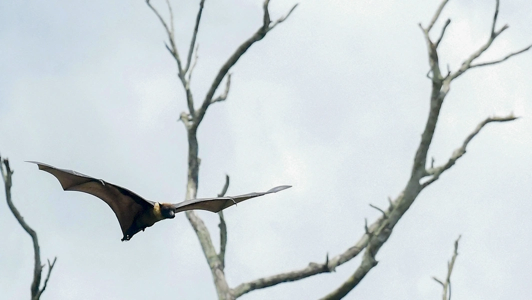 Why bats might be your garden’s secret heroes