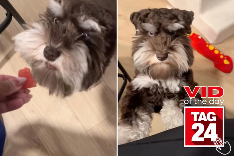 Viral video of the day for May 9, 2026: Dog's angry face after eating ...